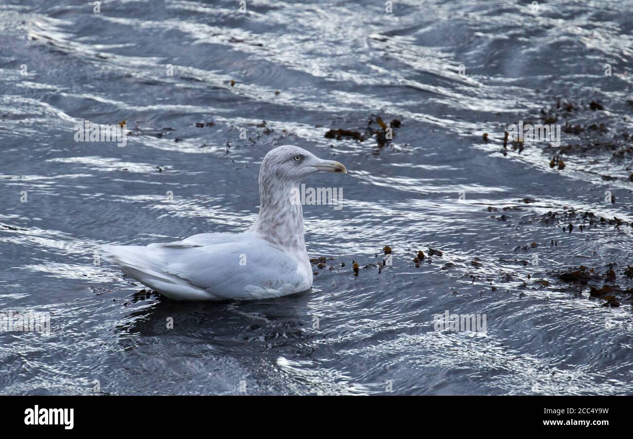 Viking Gull (Larus hyperboreus x Larus argentatus), Near adult Viking ...