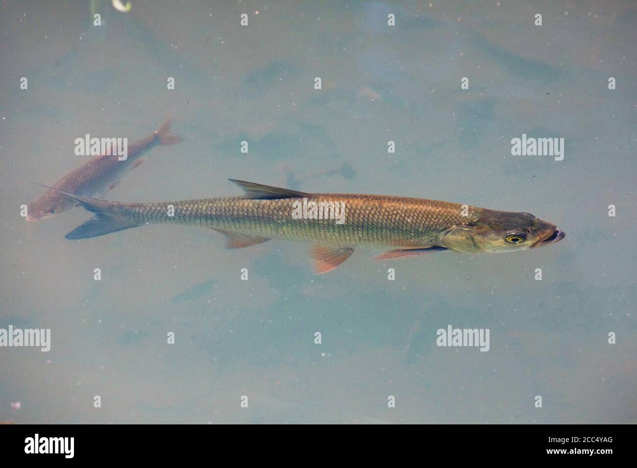 asp (Aspius aspius, Leuciscus aspius), swimming near the water surface ...