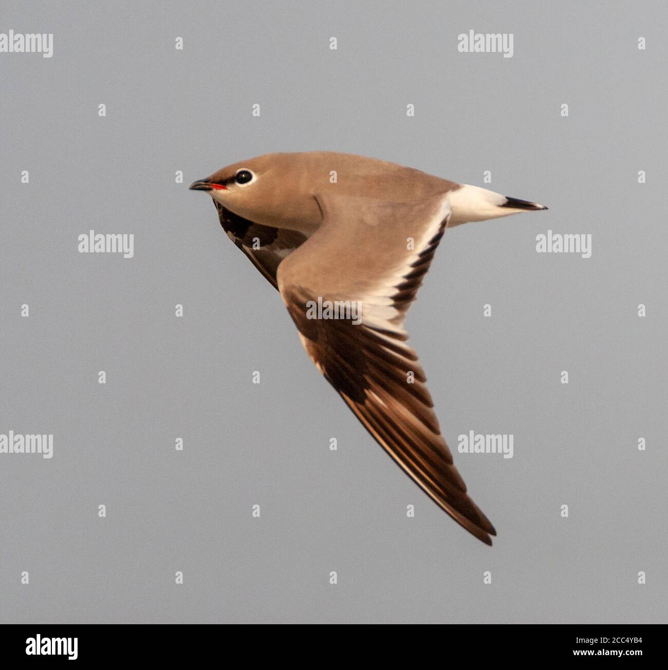 Little pratincole, Small Pratincole (Glareola lactea), in flight, India ...