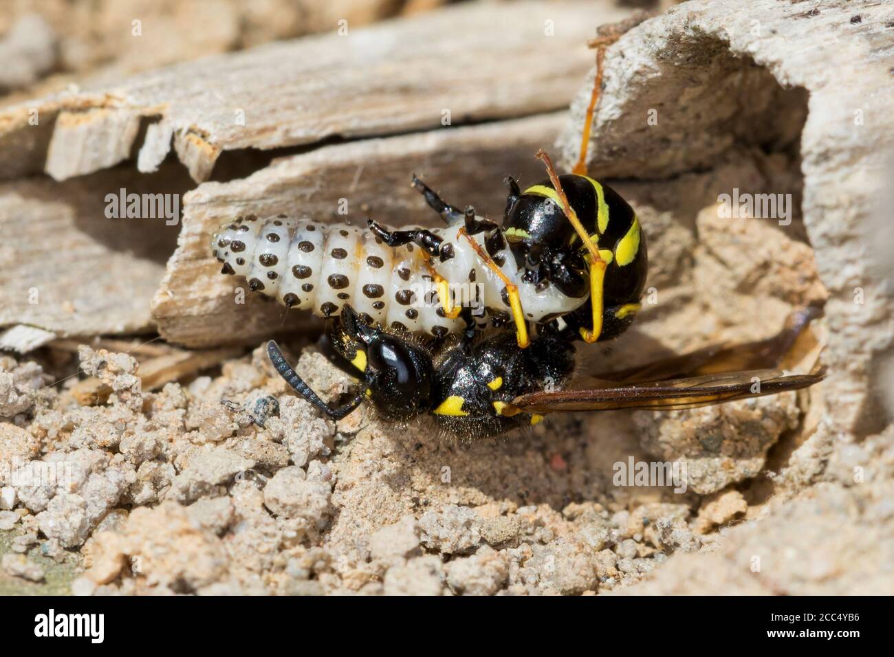 Potter wasp (Symmorphus murarius), female with caught beetle larva ...