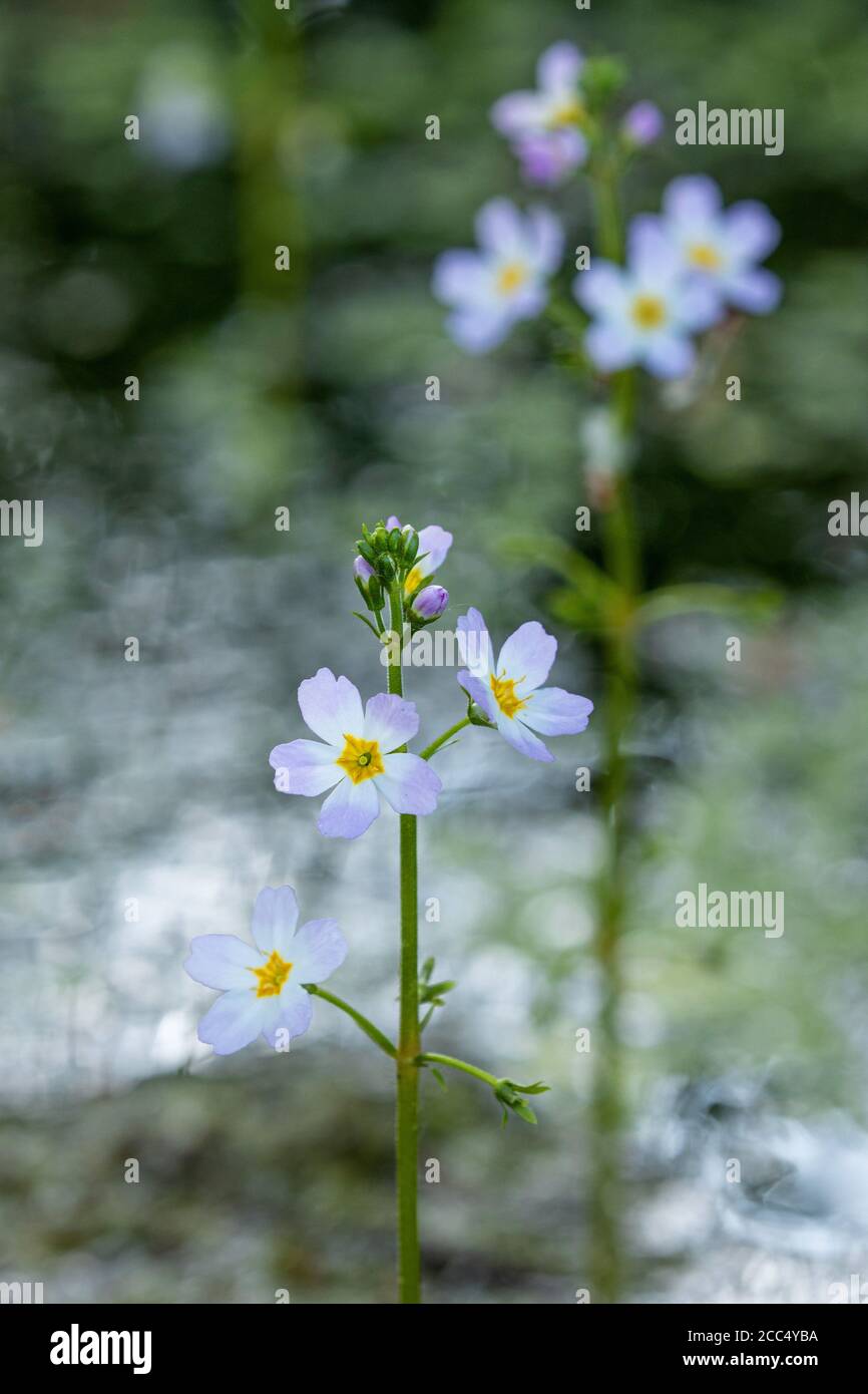 water-violet, water violet (Hottonia palustris), blooming, Germany ...