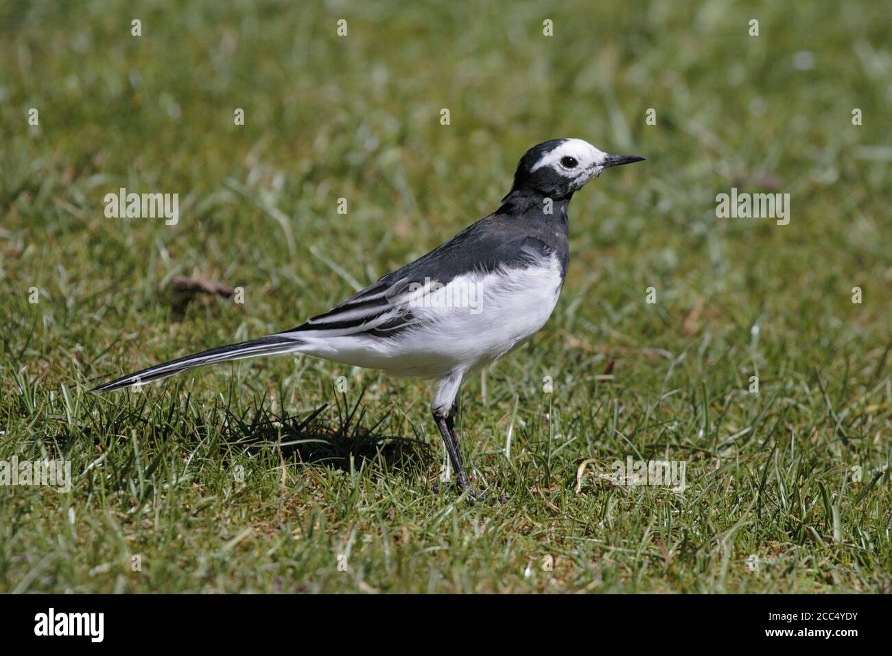 White Wagtail (Motacilla alba personata), near Yushu, south Qinghai ...