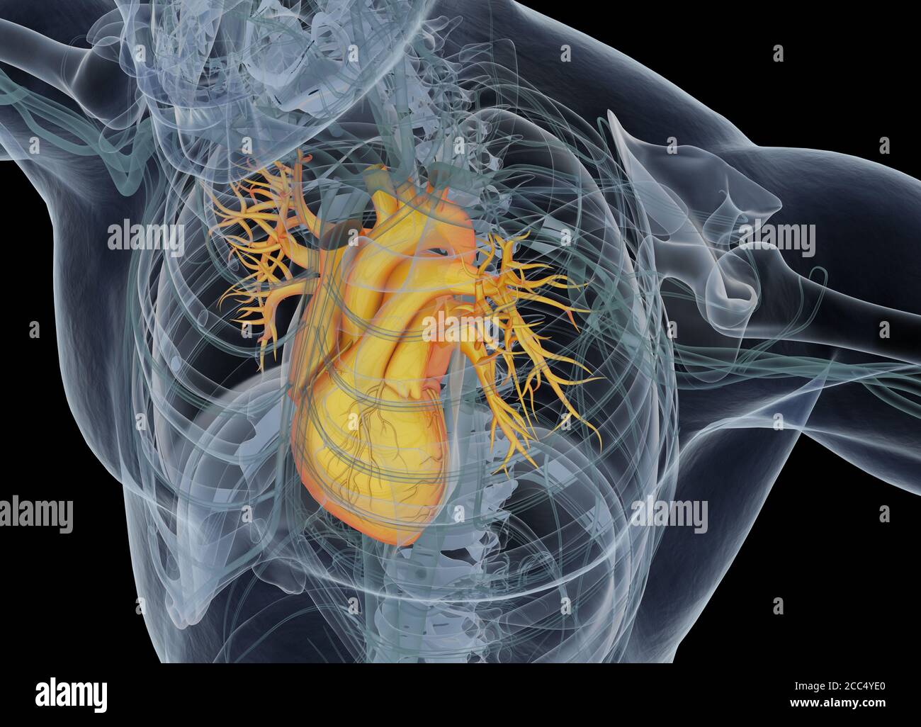 Human heart inside body. Anatomy. 3d illustration Stock Photo - Alamy