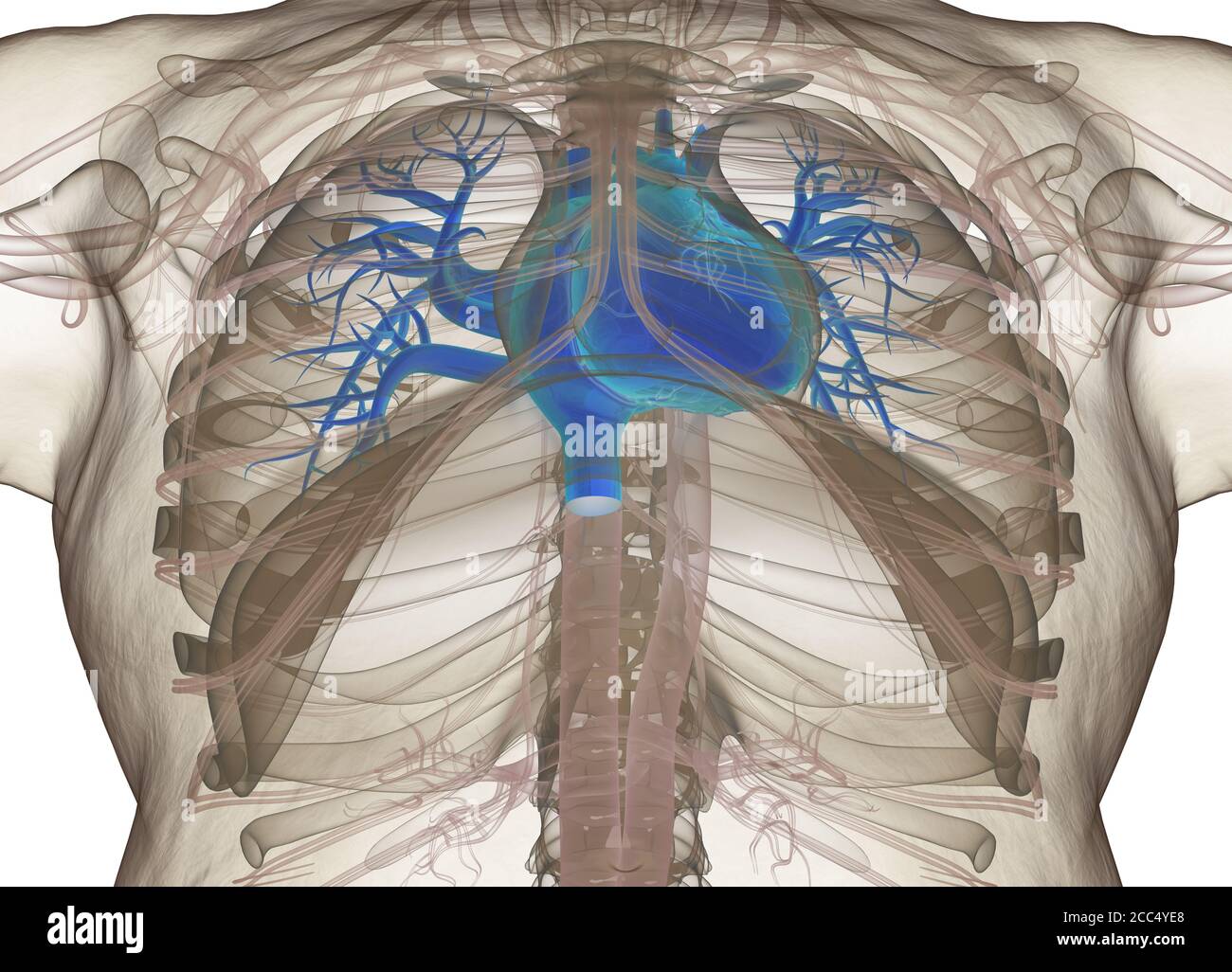 Human heart inside body. Anatomy. 3d illustration Stock Photo - Alamy