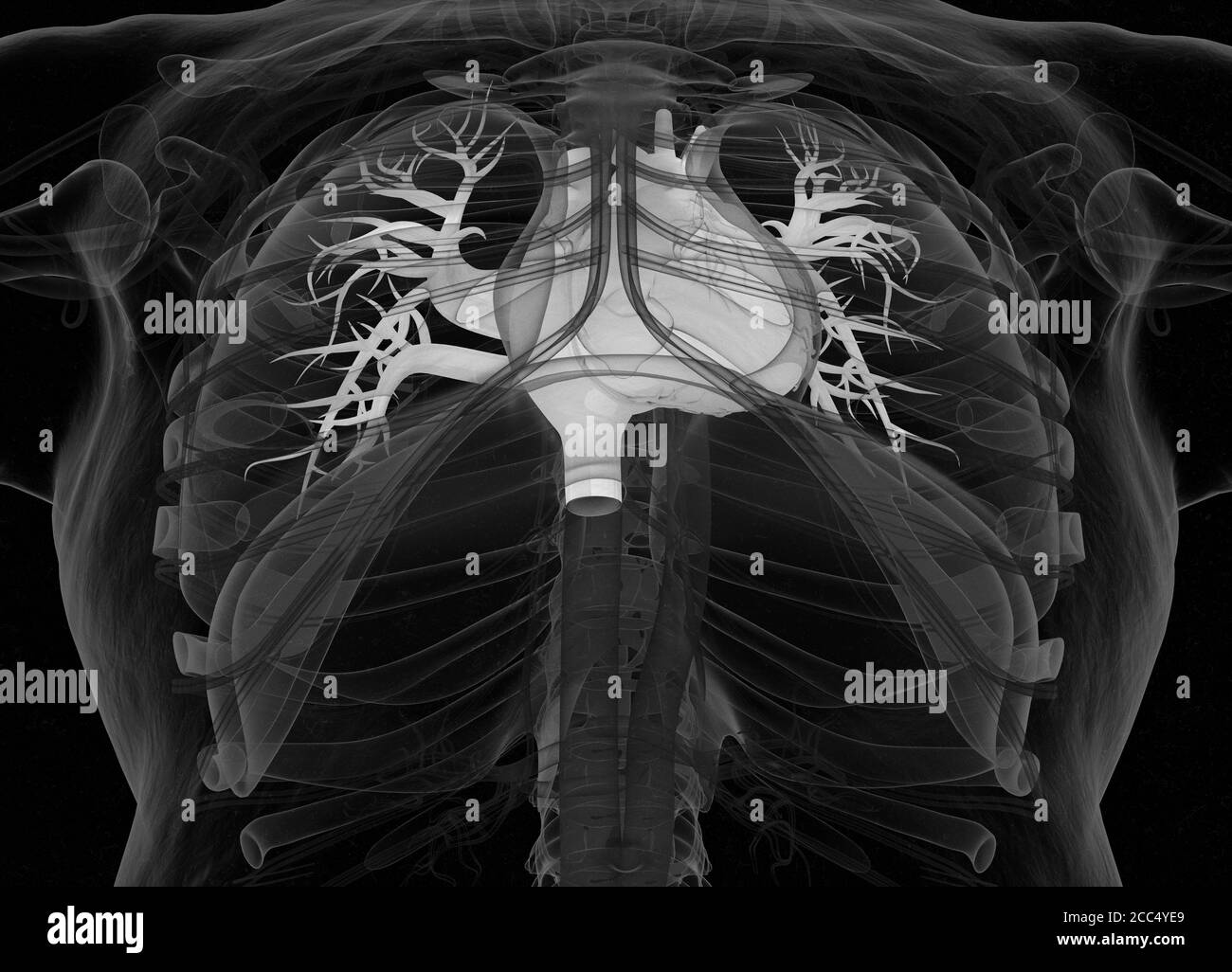Human heart inside body. Anatomy. 3d illustration Stock Photo - Alamy