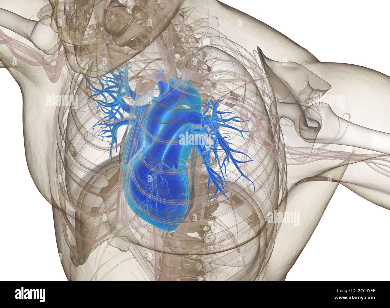 Human heart inside body. Anatomy. 3d illustration Stock Photo - Alamy