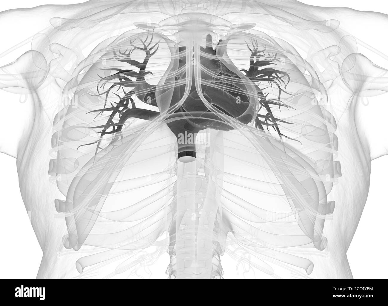 Human heart inside body. Anatomy. 3d illustration Stock Photo - Alamy