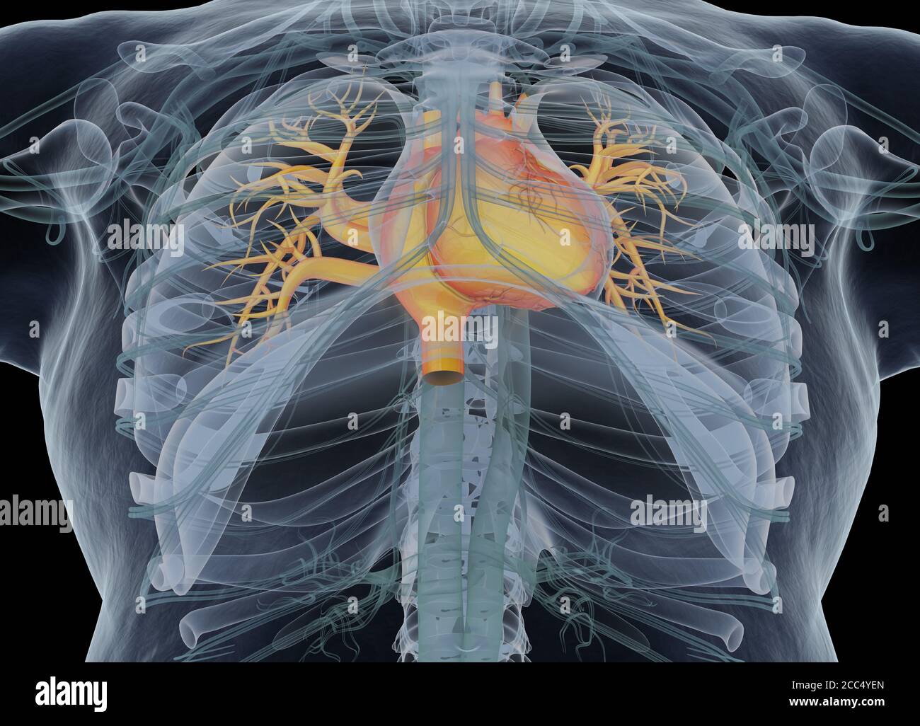 Human heart inside body. Anatomy. 3d illustration Stock Photo - Alamy