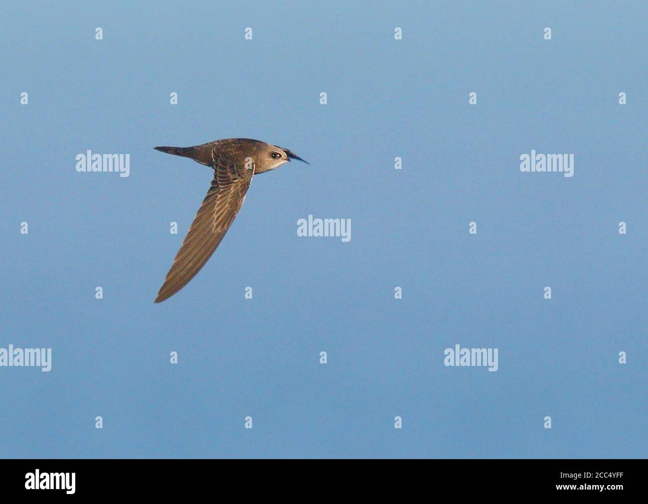 First Flight Fledgling Bird High Resolution Stock Photography and ...
