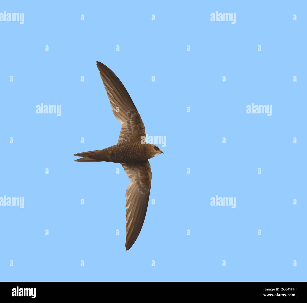 Pallid swift hi-res stock photography and images - Alamy