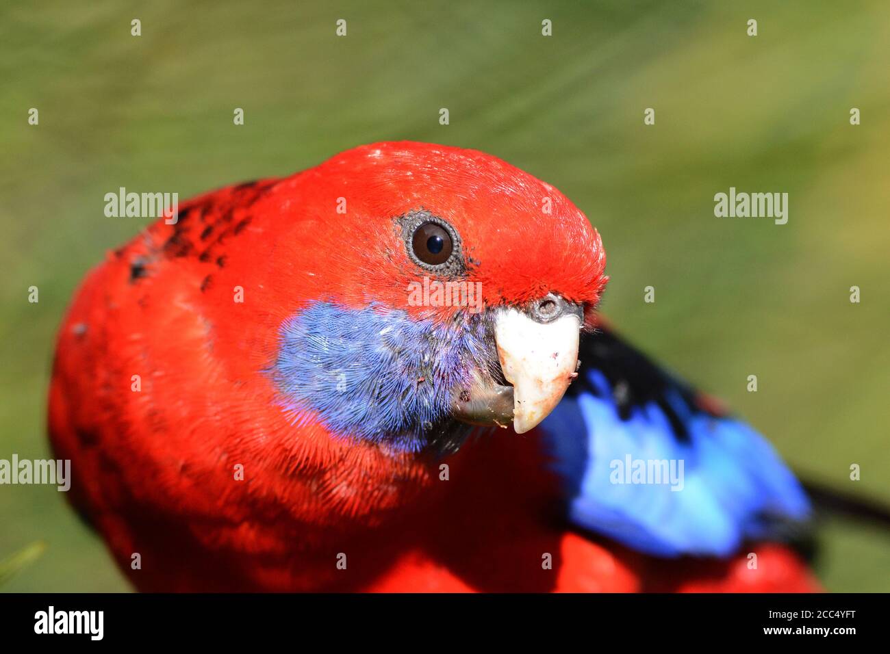 Crimson rosella pennants rosella platycercus hi-res stock photography ...