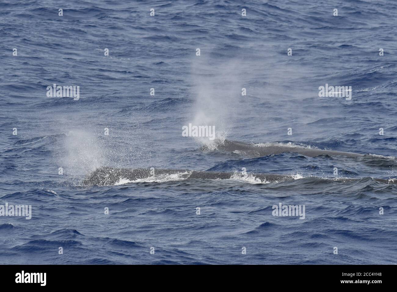 sperm whale, great sperm whale, spermacet whale, cachalot (Physeter ...