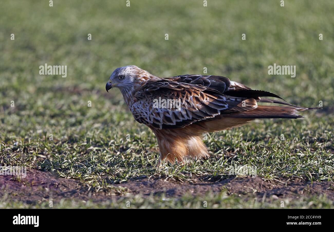 red kite (Milvus milvus), First-winter stands on the ground, Sweden ...