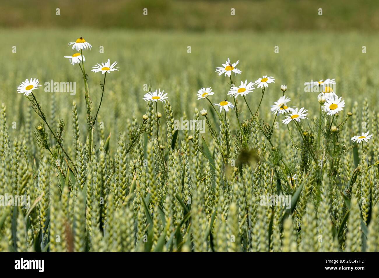 Scentless mayweed, Scentless chamomile (Tripleurospermum perforatum ...