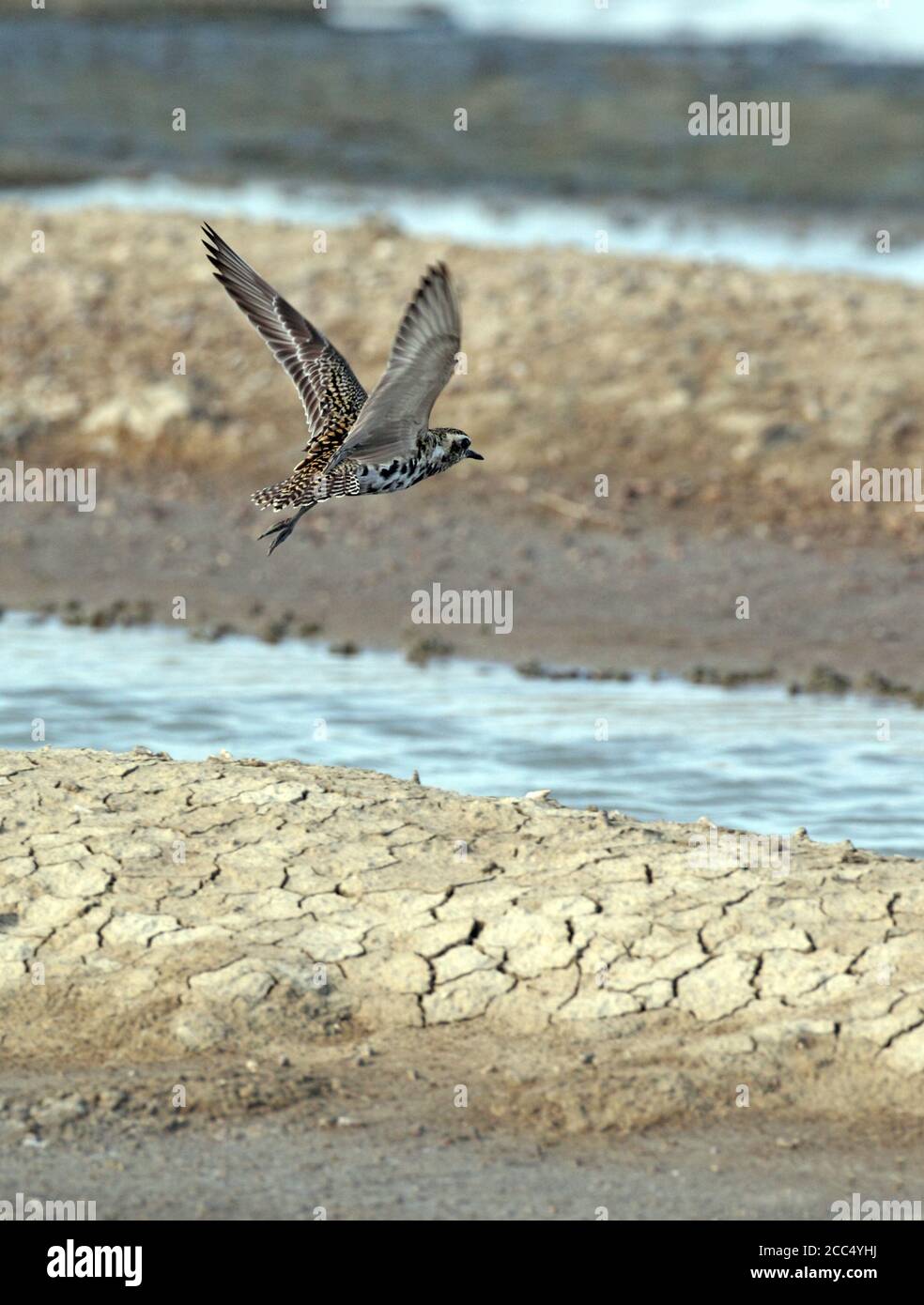 Pacific golden plover (Pluvialis fulva), in flight over the shore, side ...