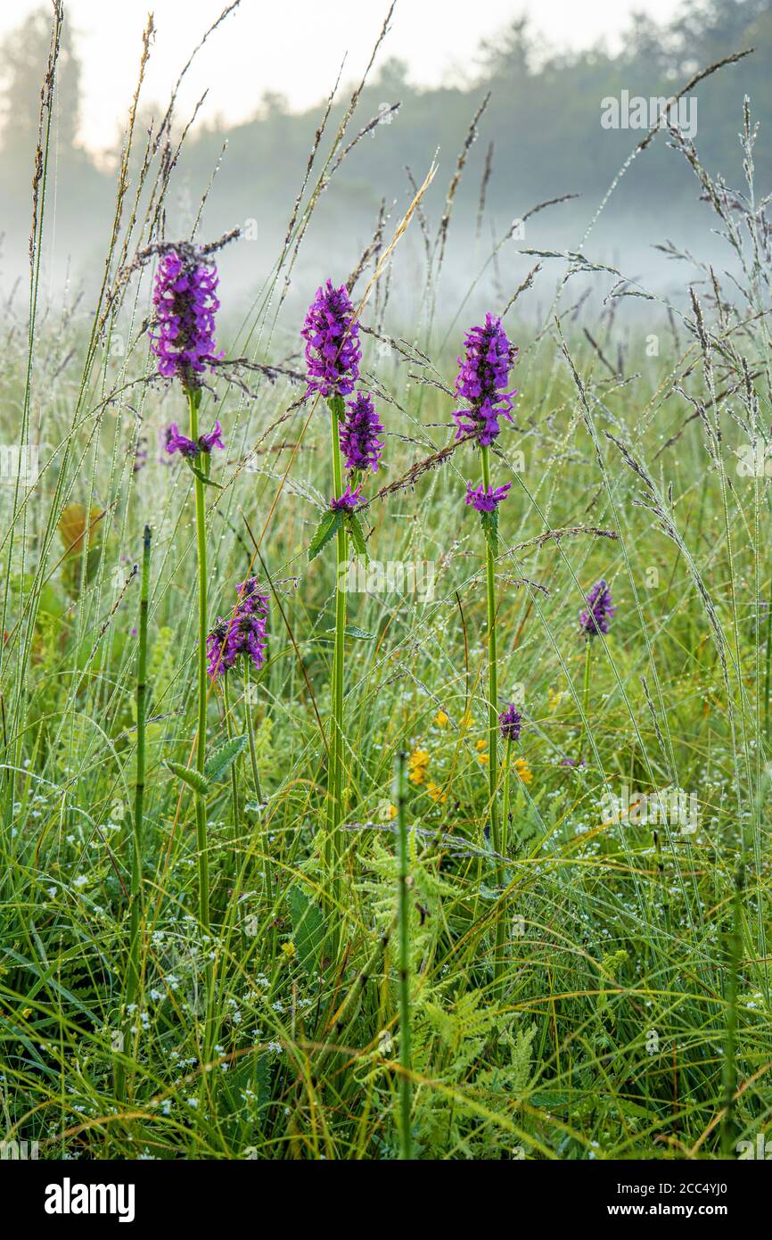 Wood betonies hi-res stock photography and images - Alamy