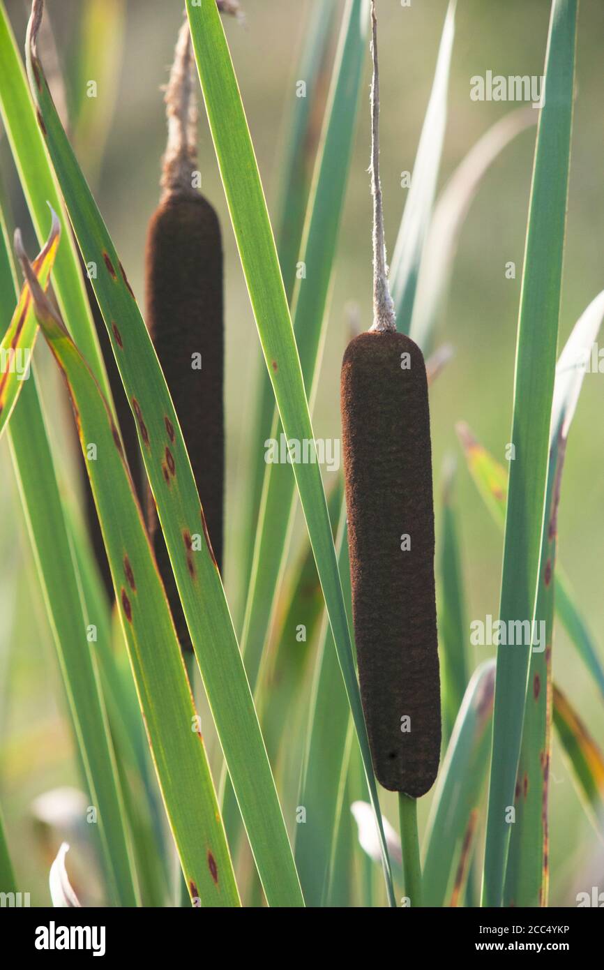 Wetland grass hi-res stock photography and images - Alamy
