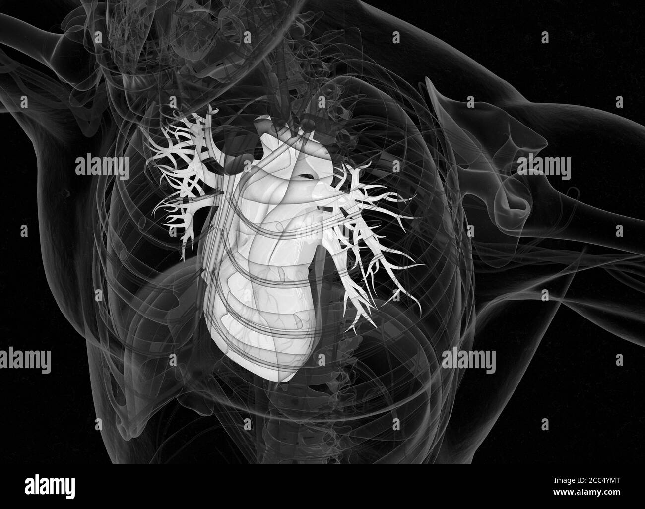 Human heart inside body. Anatomy. 3d illustration Stock Photo - Alamy