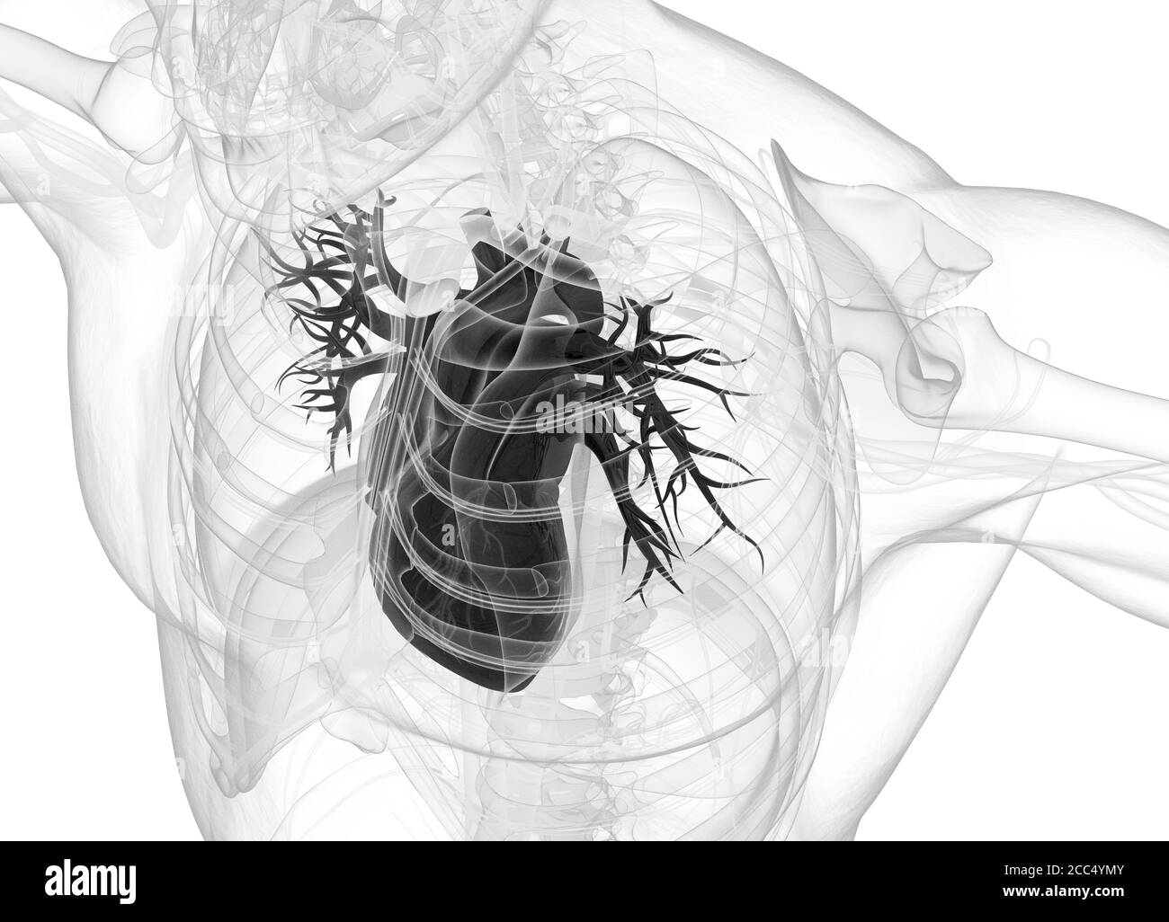Human heart inside body. Anatomy. 3d illustration Stock Photo - Alamy