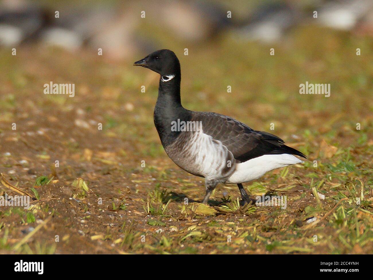 Grey-bellied Brant, Grey-bellied Brent (Branta bernicla bernicla ...