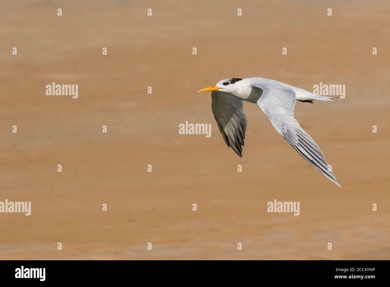 African royal tern (Thalasseus maximus albididorsalis, Sternea maxima ...