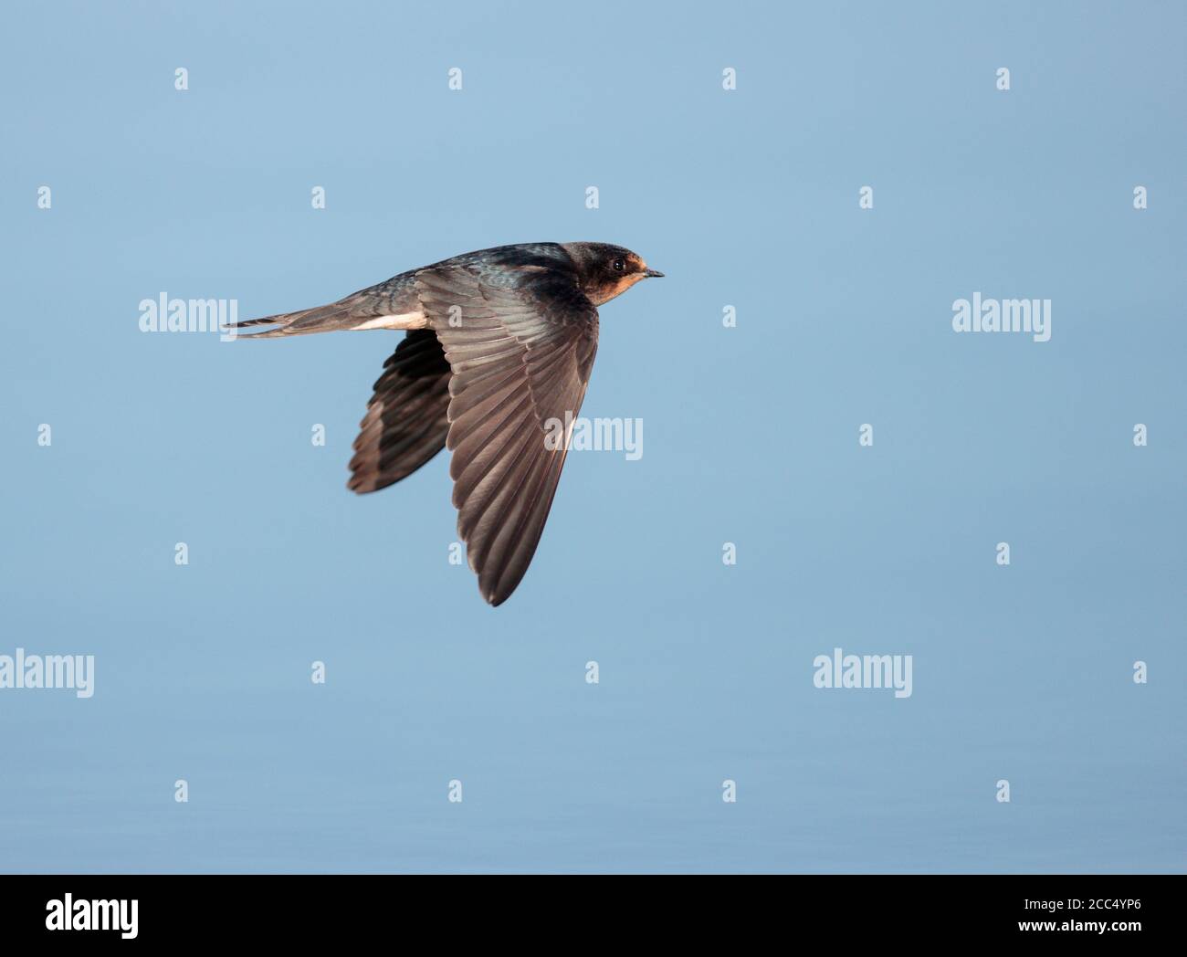 Barn swallow flight hi-res stock photography and images - Alamy