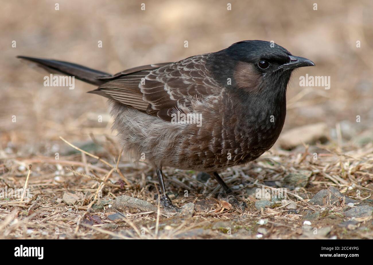 red-vented bulbul (Pycnonotus cafer), Adult standing on the ground ...