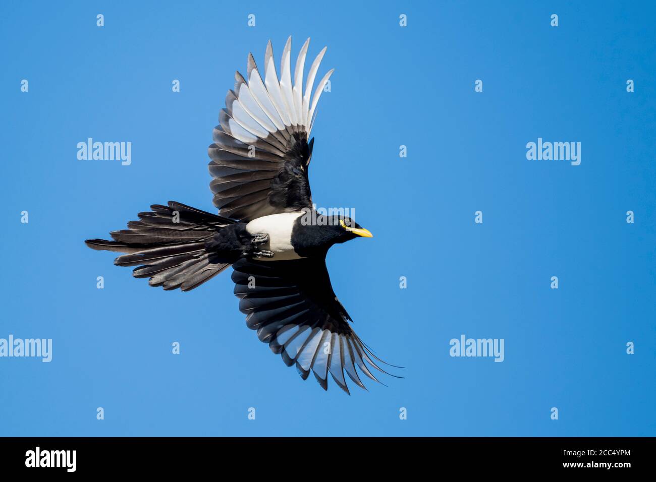 yellow-billed magpie (Pica nuttalli), Adult in flight, USA, California ...