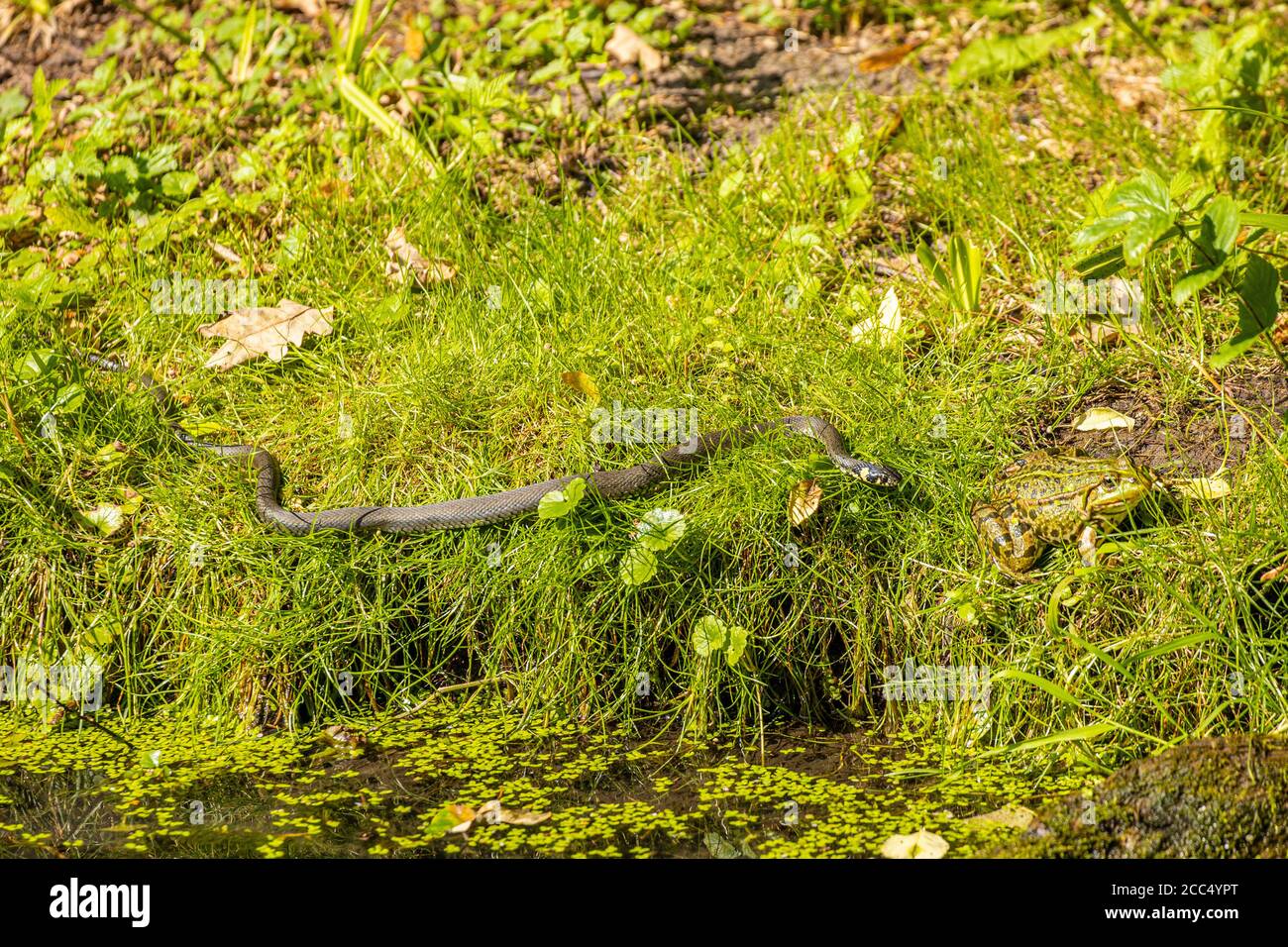 grass snake (Natrix natrix), stalking a big marsh frog, side view ...