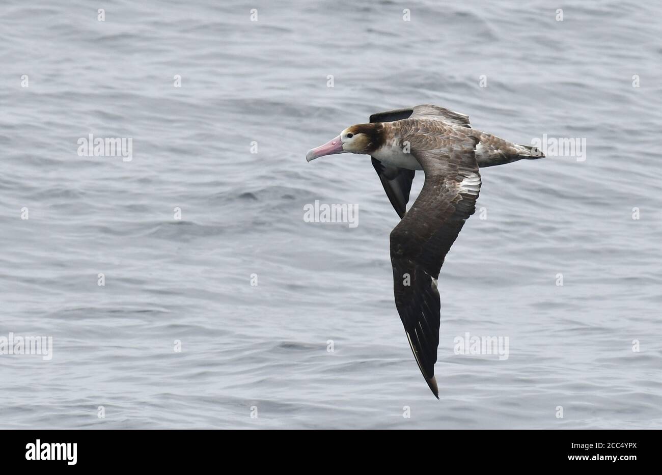 short-tailed albatross (Diomedea albatrus, Phoebastria albatrus), in flight over the pacific ...