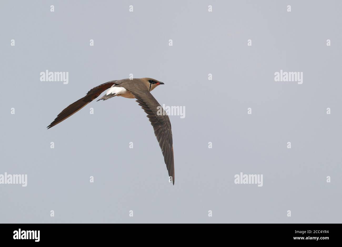 Pratincole flight hi-res stock photography and images - Alamy