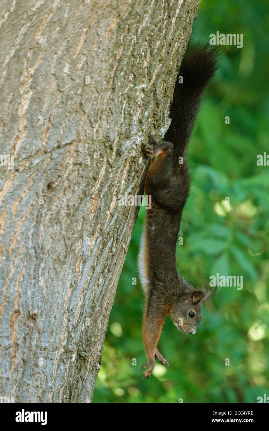 European red squirrel, Eurasian red squirrel (Sciurus vulgaris ...
