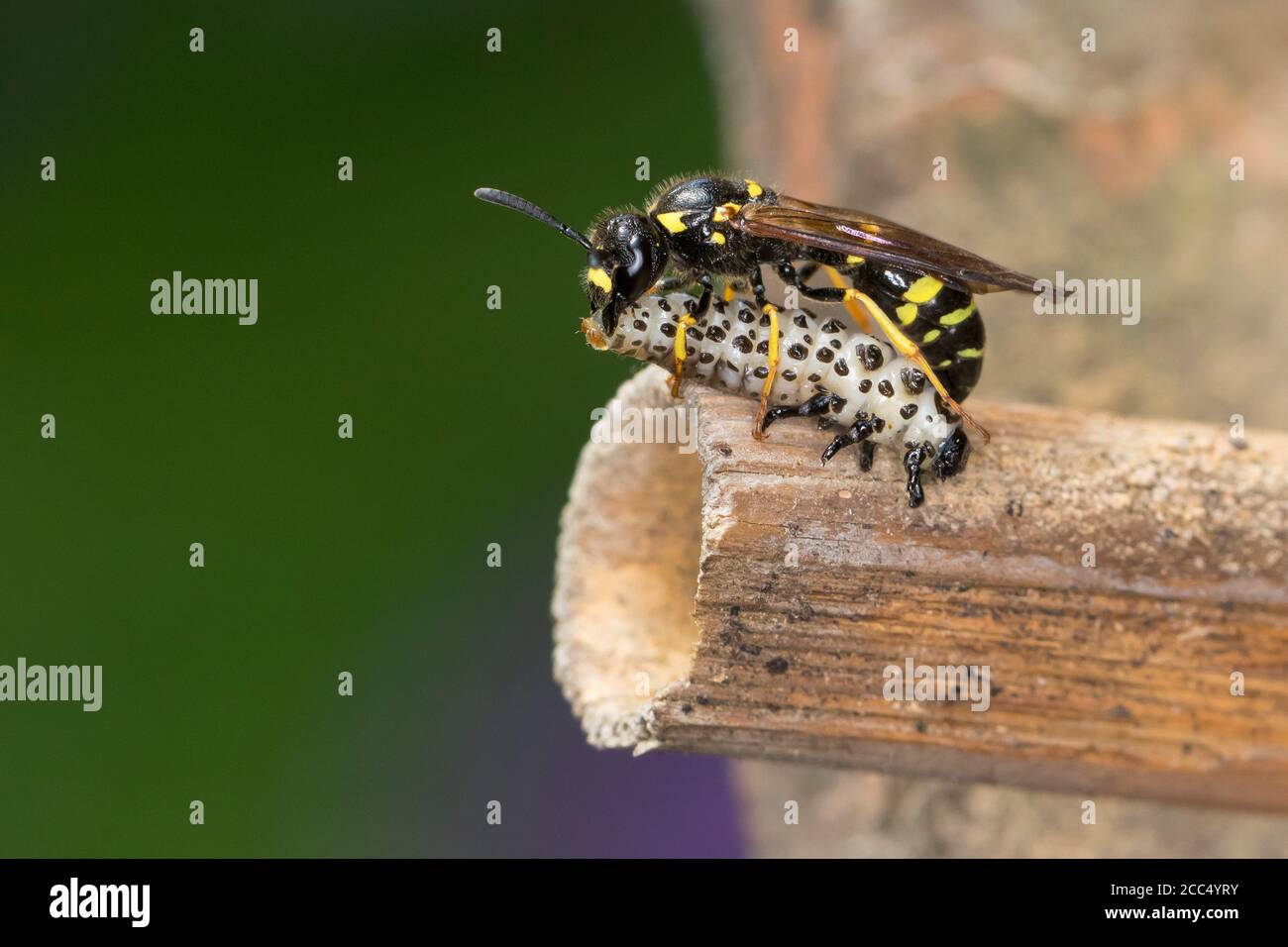 Potter wasp (Symmorphus murarius), female with caught beetle larva ...