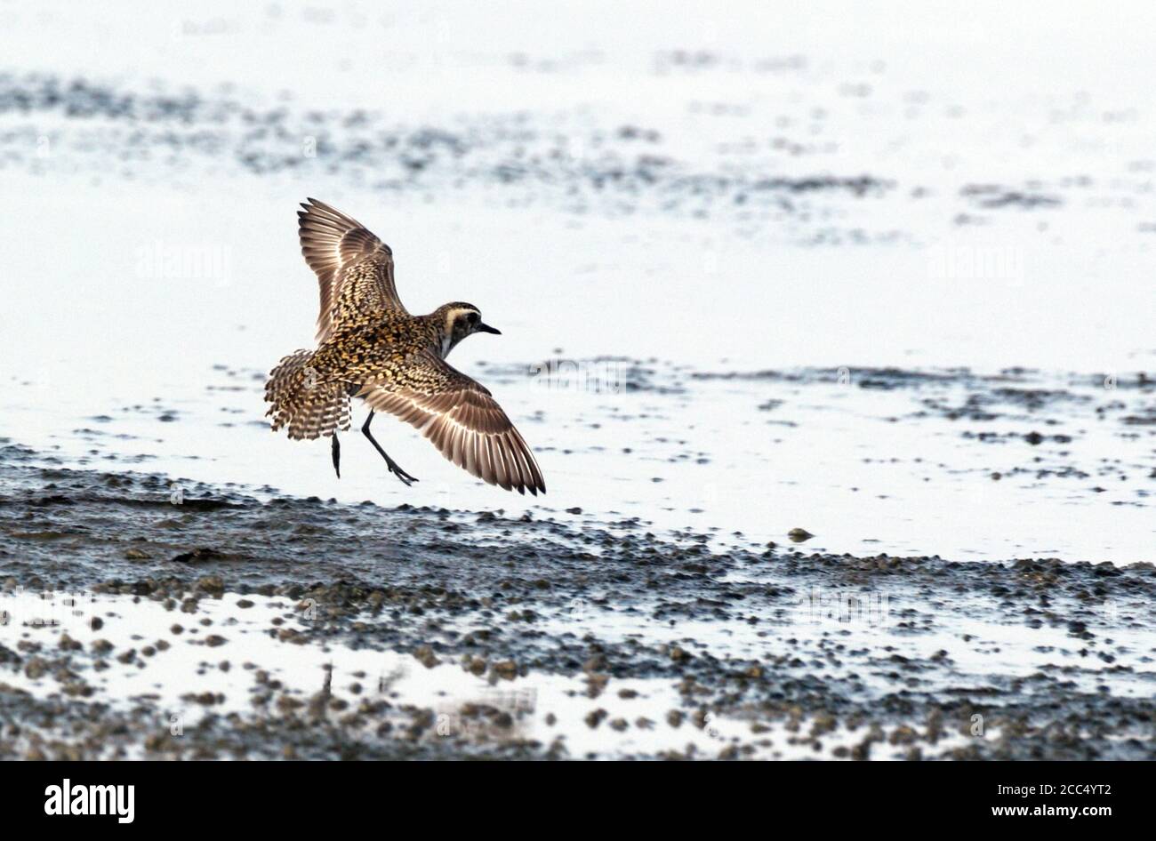 Pacific golden plover (Pluvialis fulva), Flying adult during spring ...