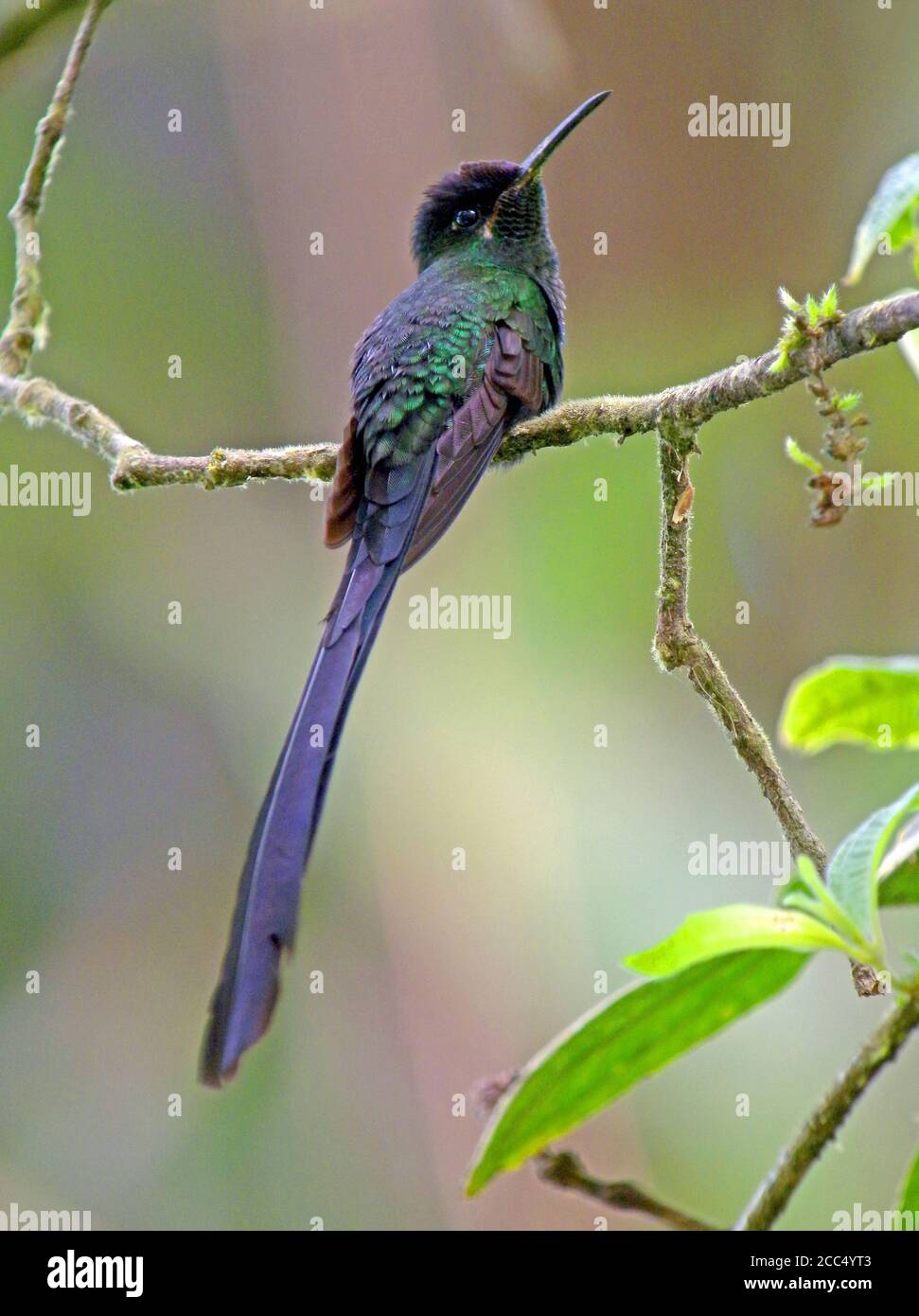 Scissor tailed hummingbird hi-res stock photography and images - Alamy