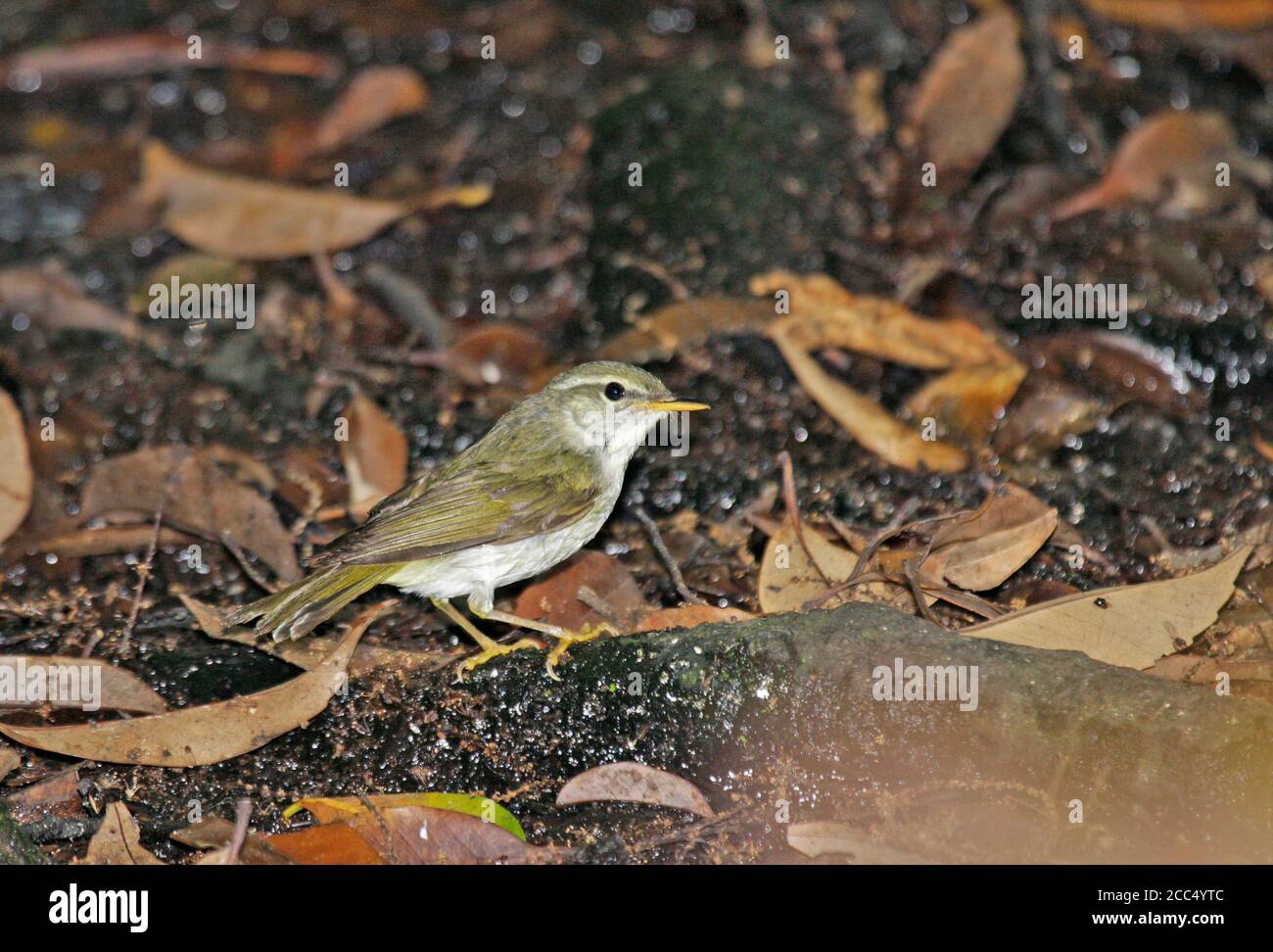 Ijimae hi-res stock photography and images - Alamy