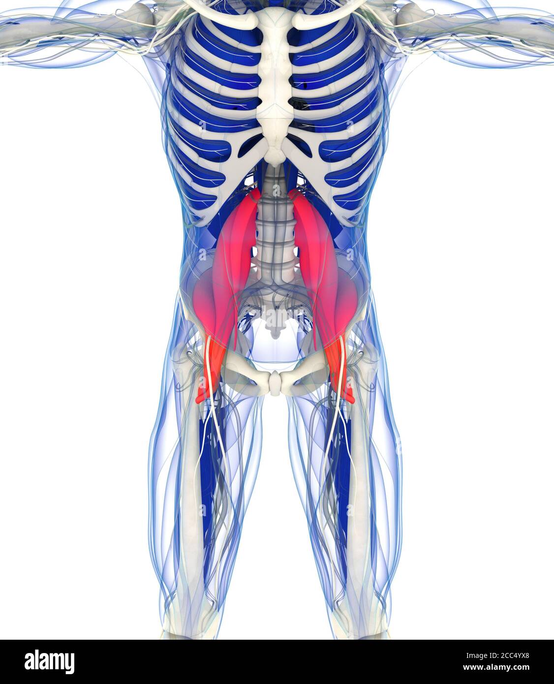Medical anatomical illustration of the psoas muscle. 3d illustration ...