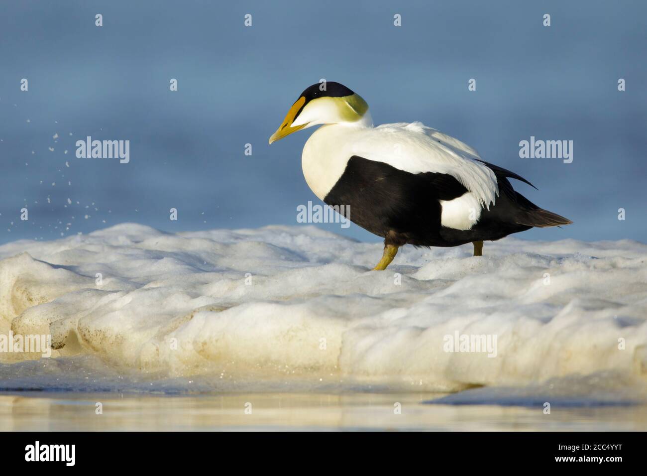 Sedentaria hi-res stock photography and images - Alamy