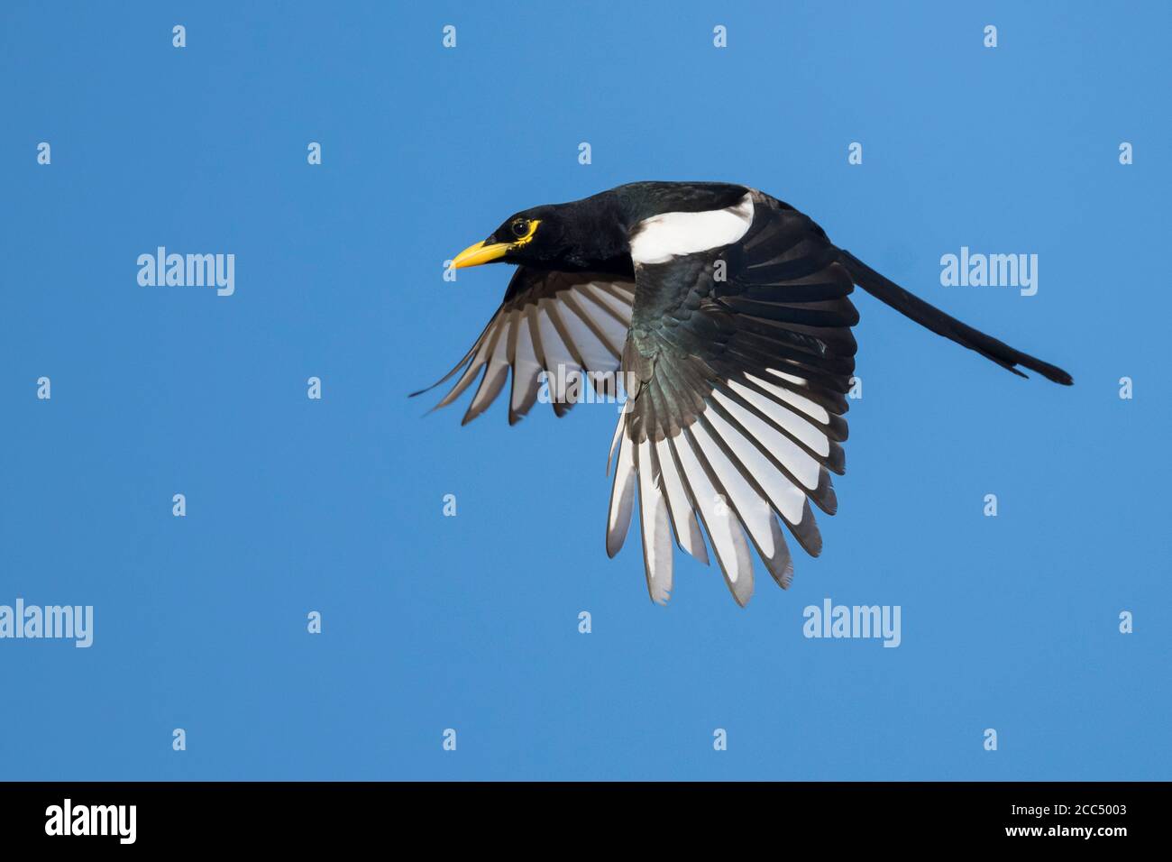 yellow-billed magpie (Pica nuttalli), Adult in flight, USA, California ...