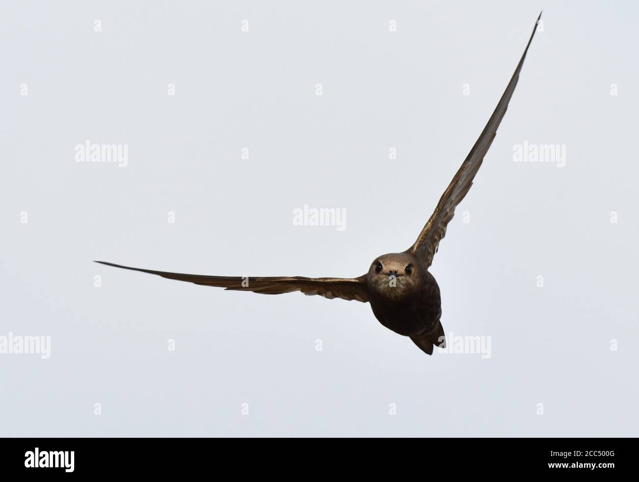 Pallid swift hi-res stock photography and images - Alamy