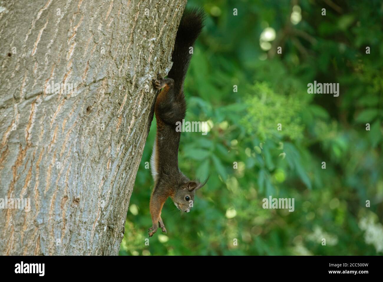 European red squirrel, Eurasian red squirrel (Sciurus vulgaris ...