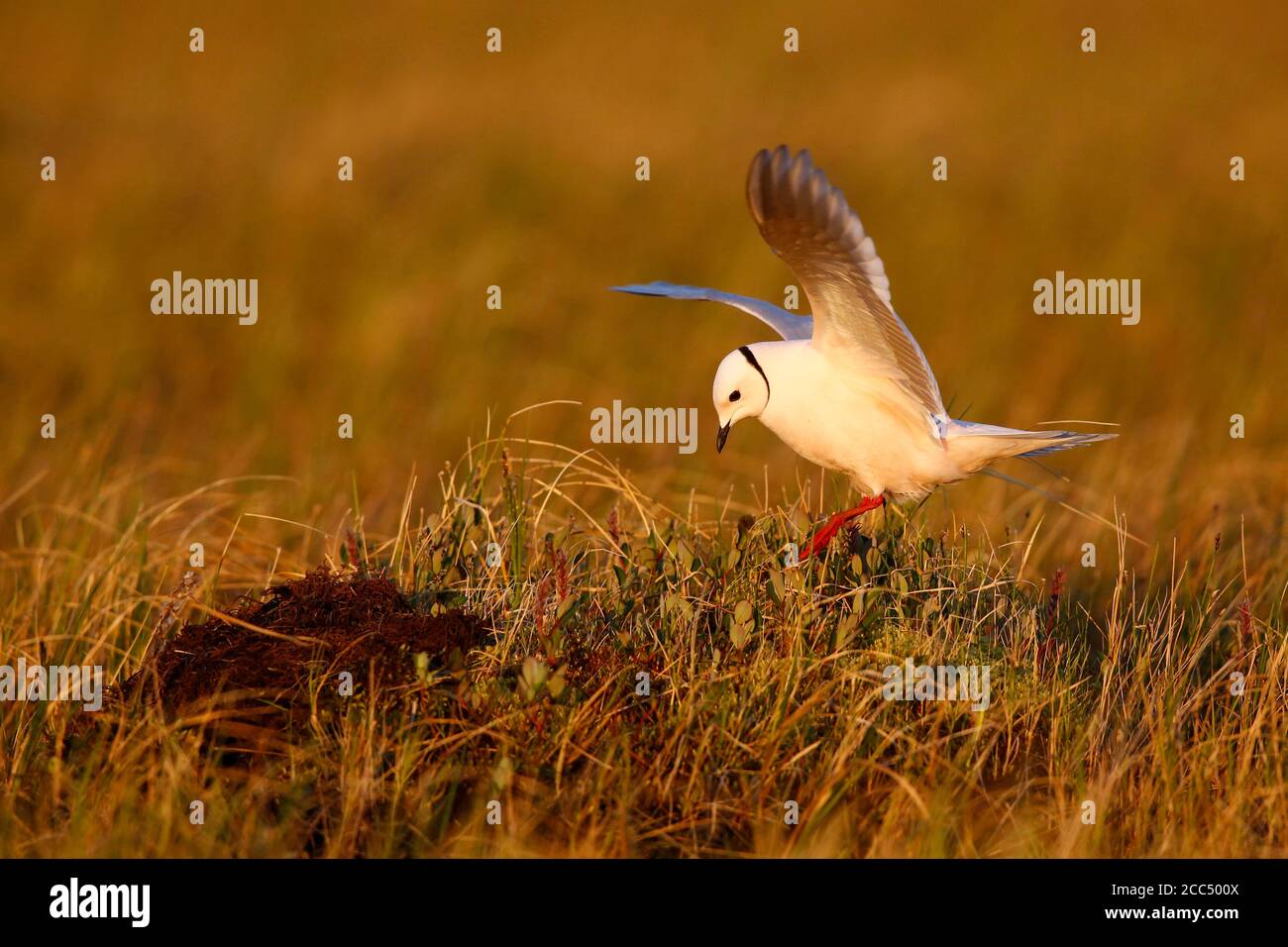 ross's gull (Rhodostethia rosea), Adult in summer plumage at a breeding ...