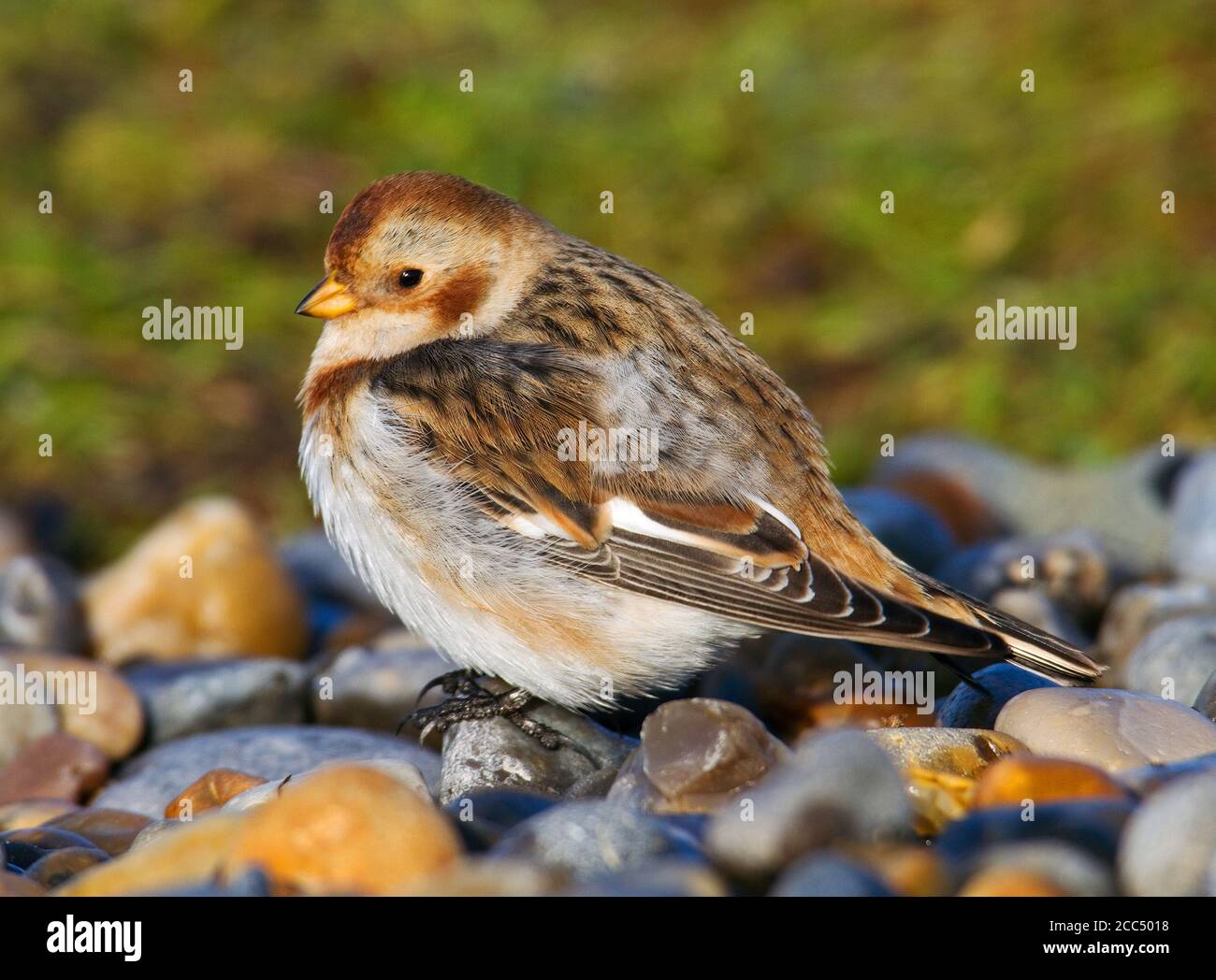 Icelandic snow bunting (Plectrophenax nivalis insulae, Plectrophenax ...