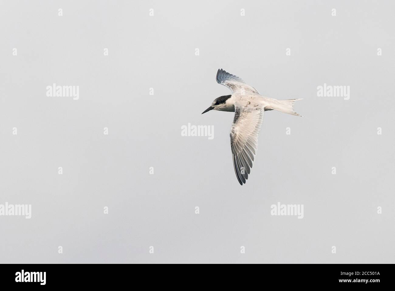roseate tern (Sterna dougallii), First-winter in flight, Portugal ...