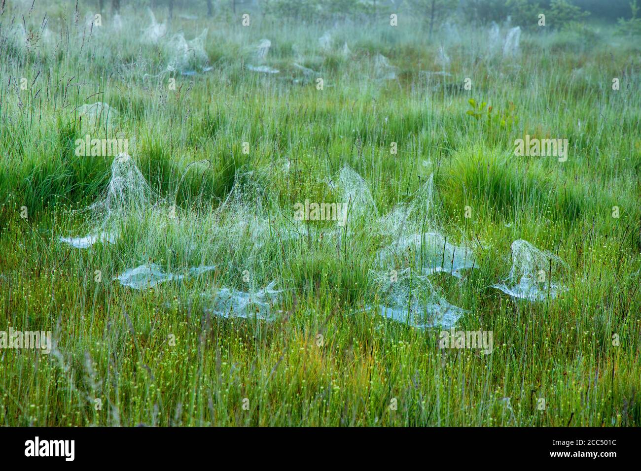 Sheet web weavers hi-res stock photography and images - Alamy
