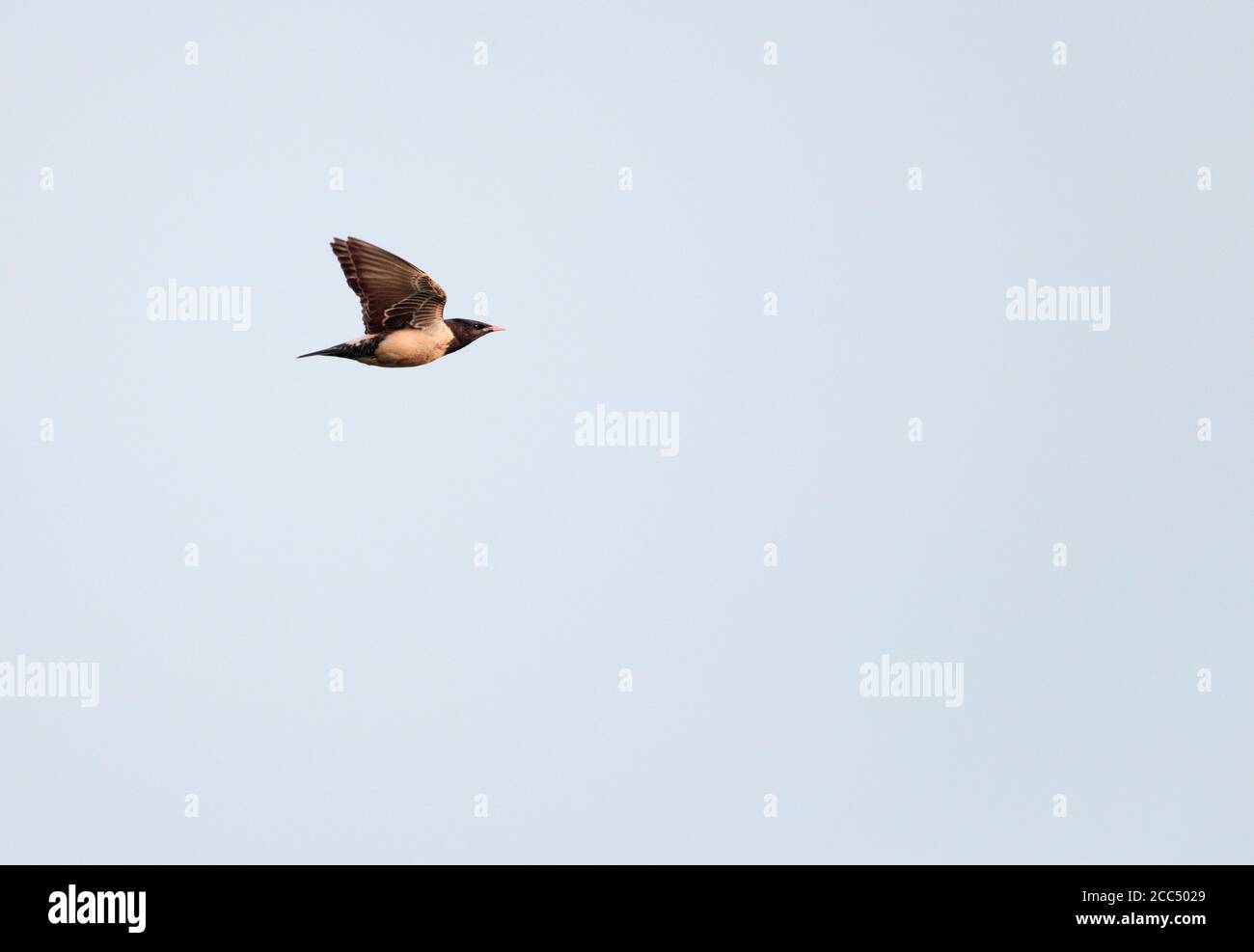 rose-coloured starling (Pastor roseus, Sturnus roseus), Adult flying ...