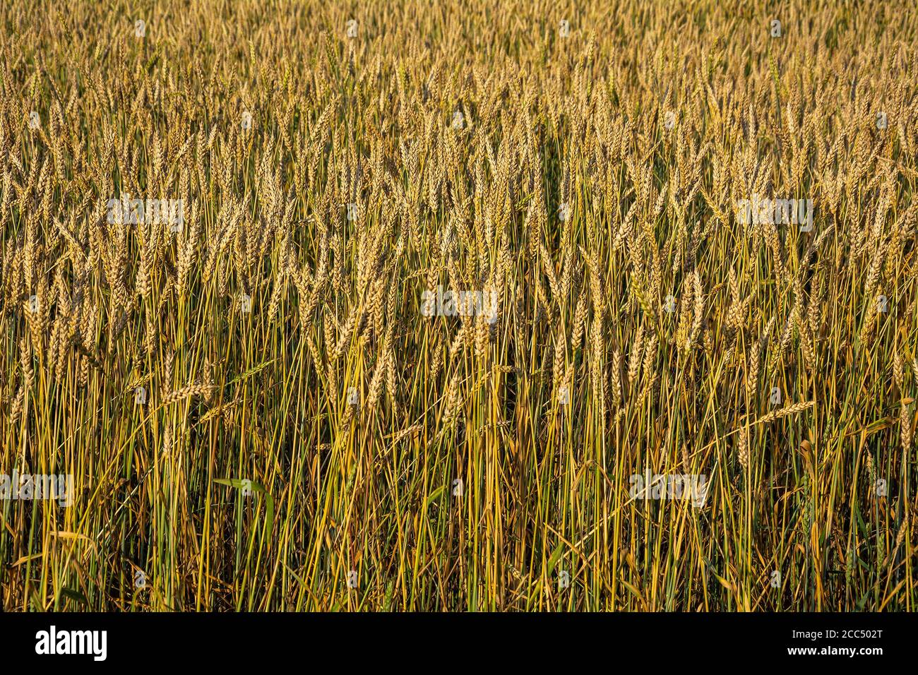 Gathering in field ripe hi-res stock photography and images - Alamy
