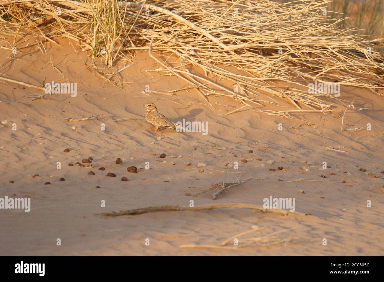 Sand dune birds hi-res stock photography and images - Alamy
