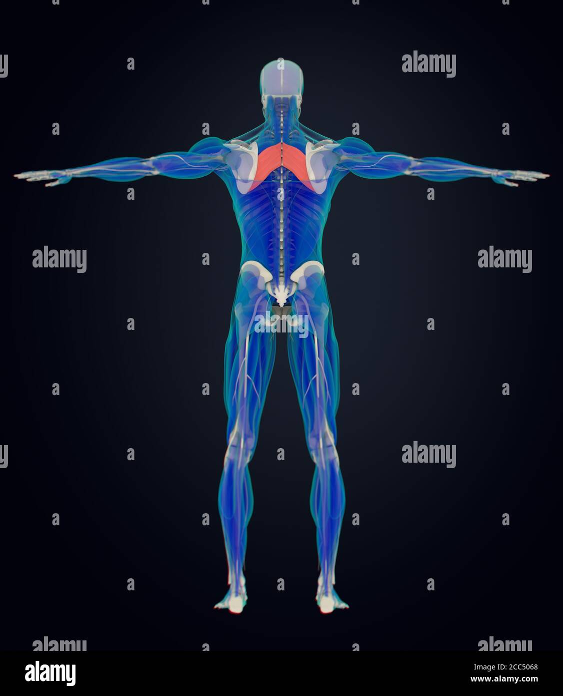 Anatomy illustration of Rhomboid Major.Human muscle body xray scan. 3D ...