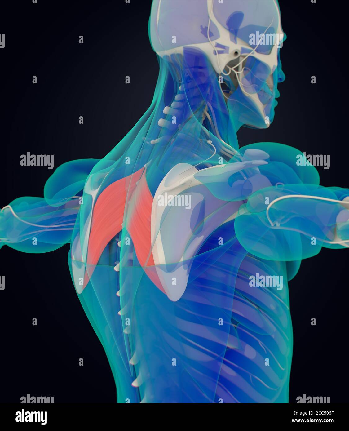 Anatomy illustration of Rhomboid Major.Human muscle body xray scan. 3D ...